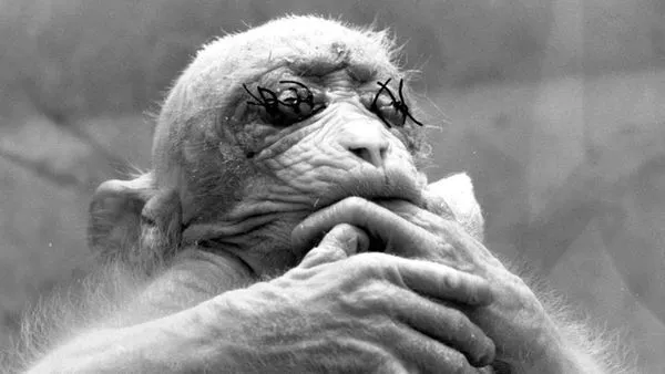 La desgarradora historia de Britches, el mono que se convirtió en el ...