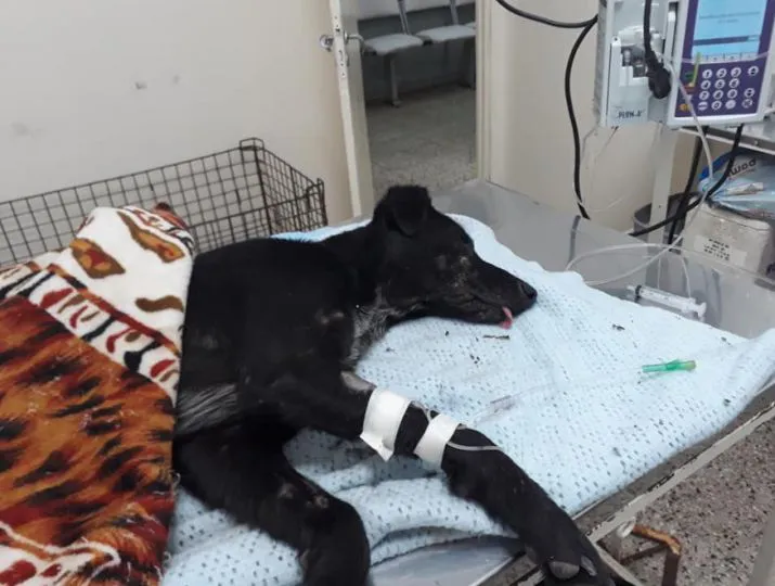 SIN CORAZÓN: abandonaron a un perrito lastimado, se arrastró y MURIÓ